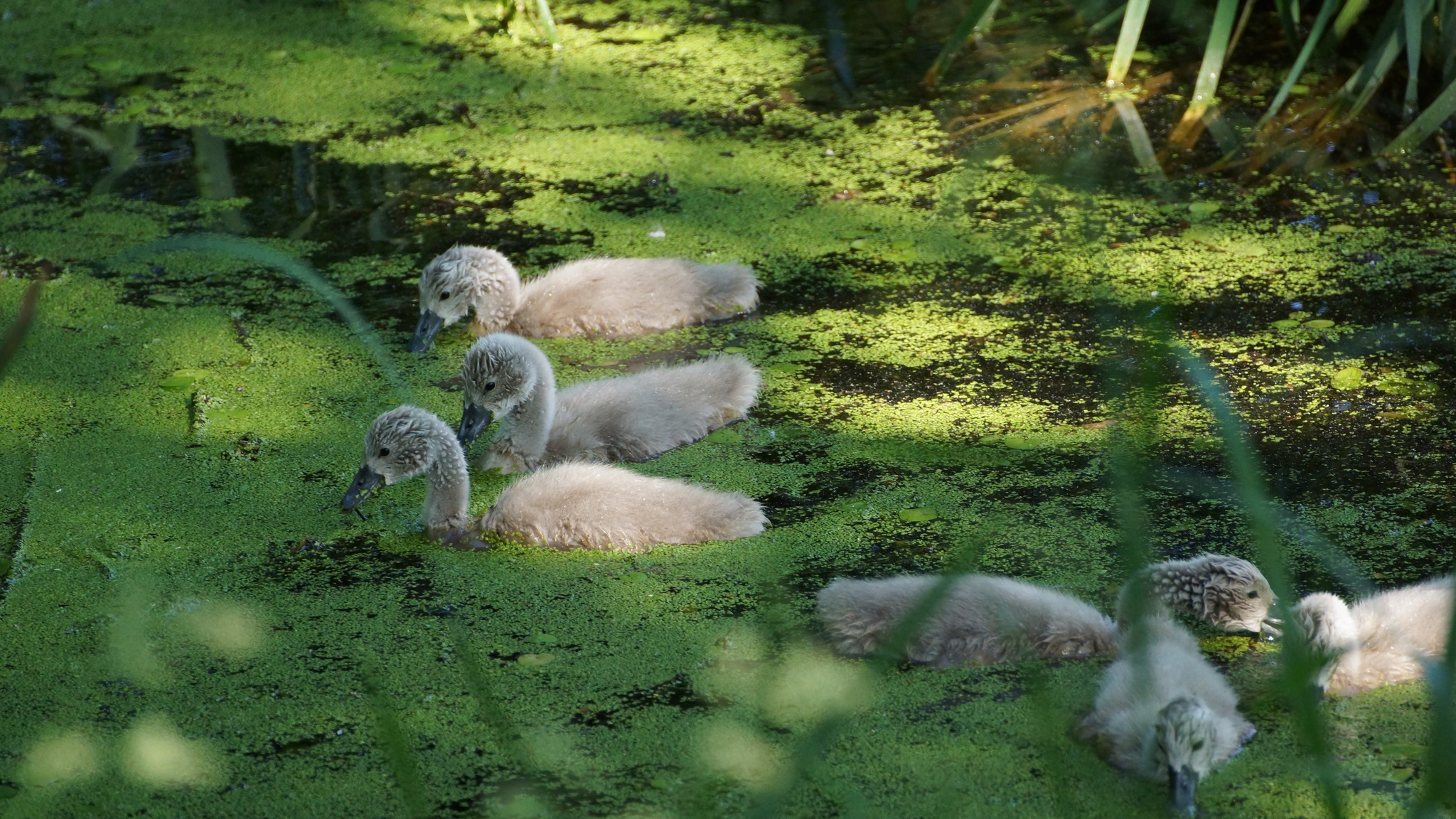 Zasoby natury - Muzeum Pałacu Króla Jana III w Wilanowie